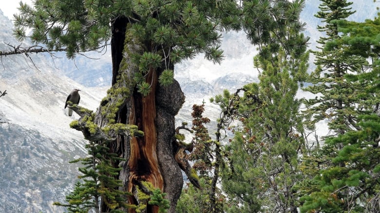 Genetically engineered trees could help fight climate change — here's ...