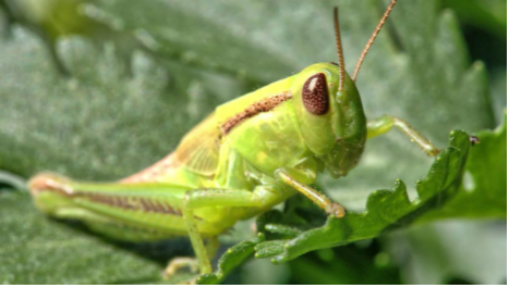 Grasshopper Plague Is Latest Sign of Climate Crisis in U.S. West | e-mc2.gr
