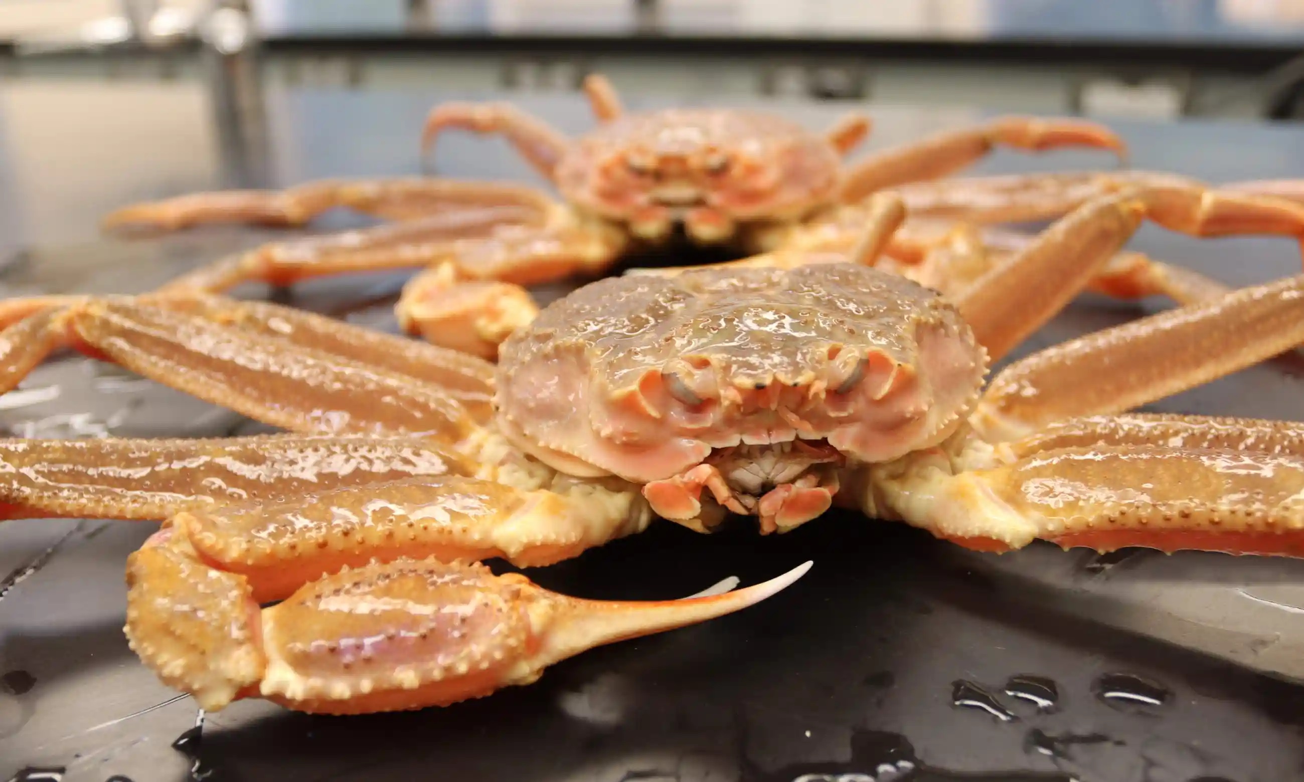 Billions gone: what’s behind the disappearance of Alaska snow crabs? | e-mc2.gr