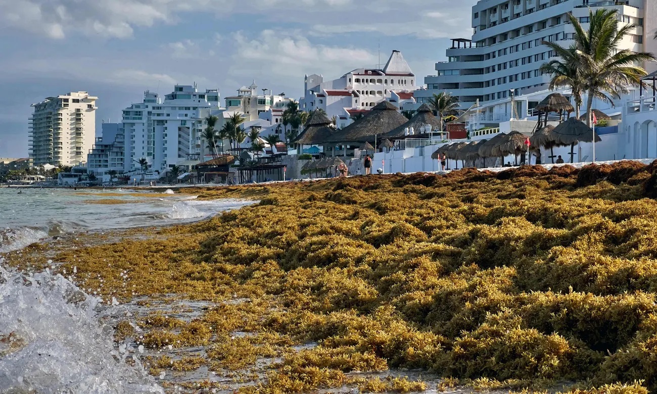 Clumps of 5,000-mile seaweed blob bring flesh-eating bacteria to ...
