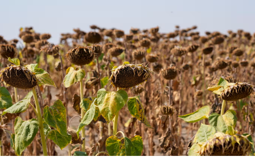 World endures 'decade of deadly heat' as 2024 caps hottest years on ...