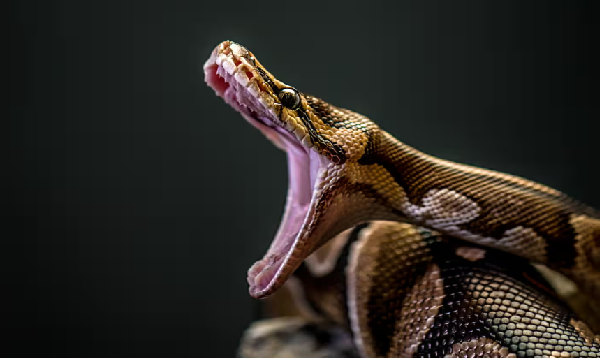 The Burmese python problem: how 20ft predators are wreaking havoc on ...