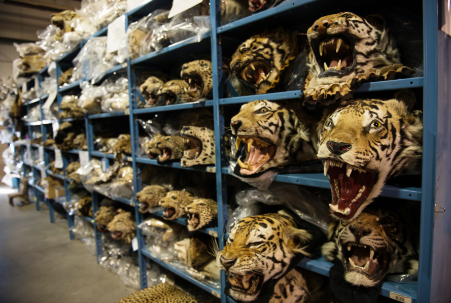 The U.S. Imported Billions of Animals in Recent Decades, Fueling Global ...