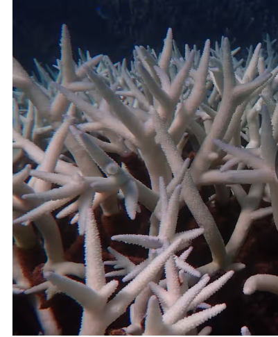 Ningaloo and Great Barrier Reef hit by ‘profoundly distressing ...