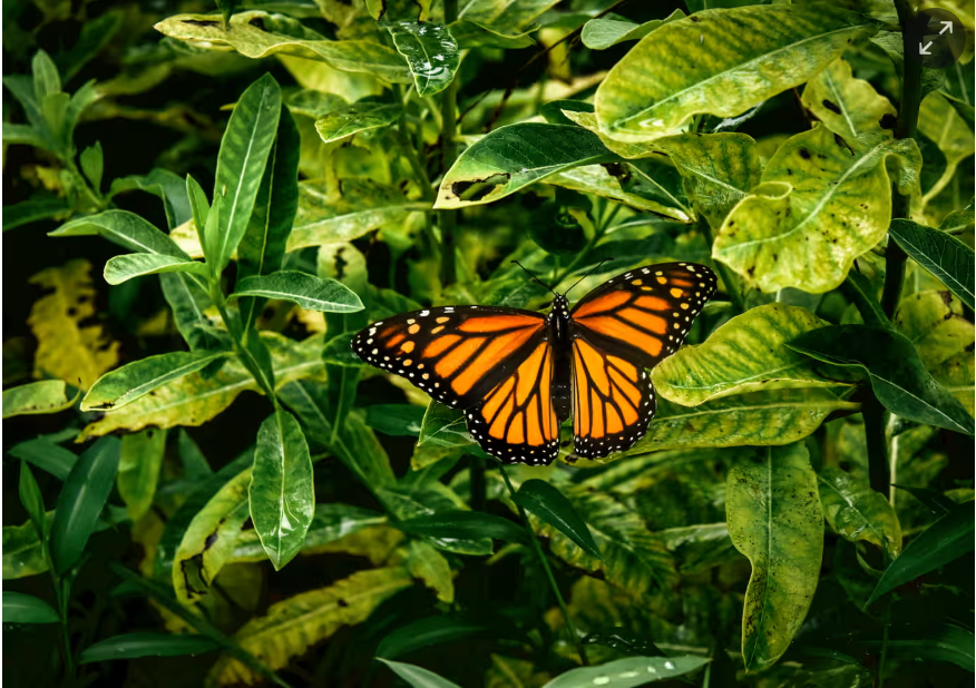 Butterfly population in US shrinking by 22% over last 20 years, study ...
