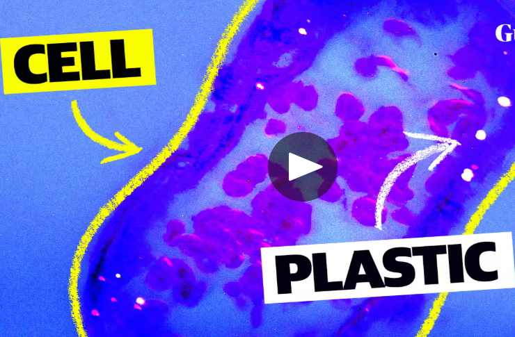 How plastics are invading our brain cells – video | e-mc2.gr