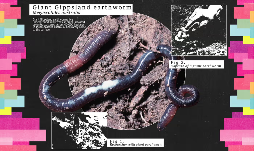 Magnificent, rare worm with its own campaign song: the giant Gippsland ...
