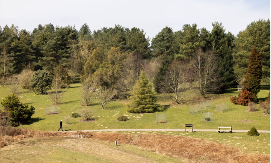 ‘A tree zoo’: endangered conifers a living legacy of Kent pinetum’s ...