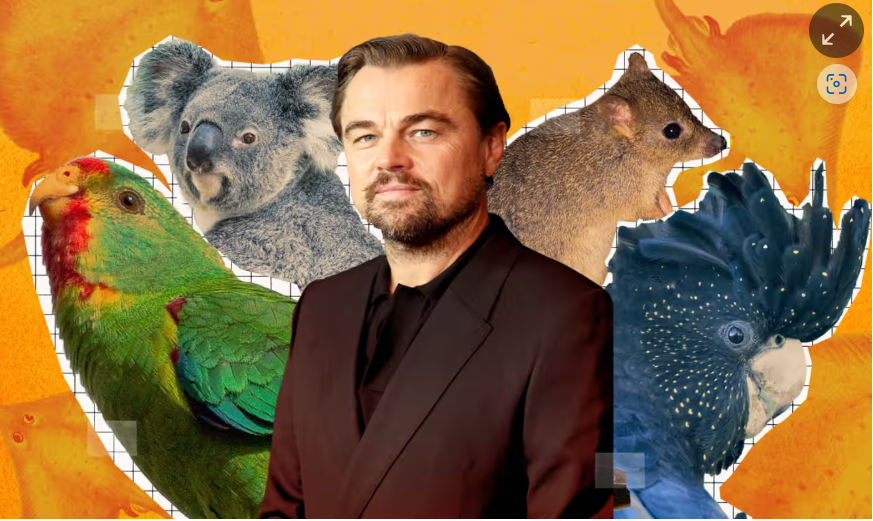 Why does Leonardo DiCaprio care so much about Australian wildlife? | e ...