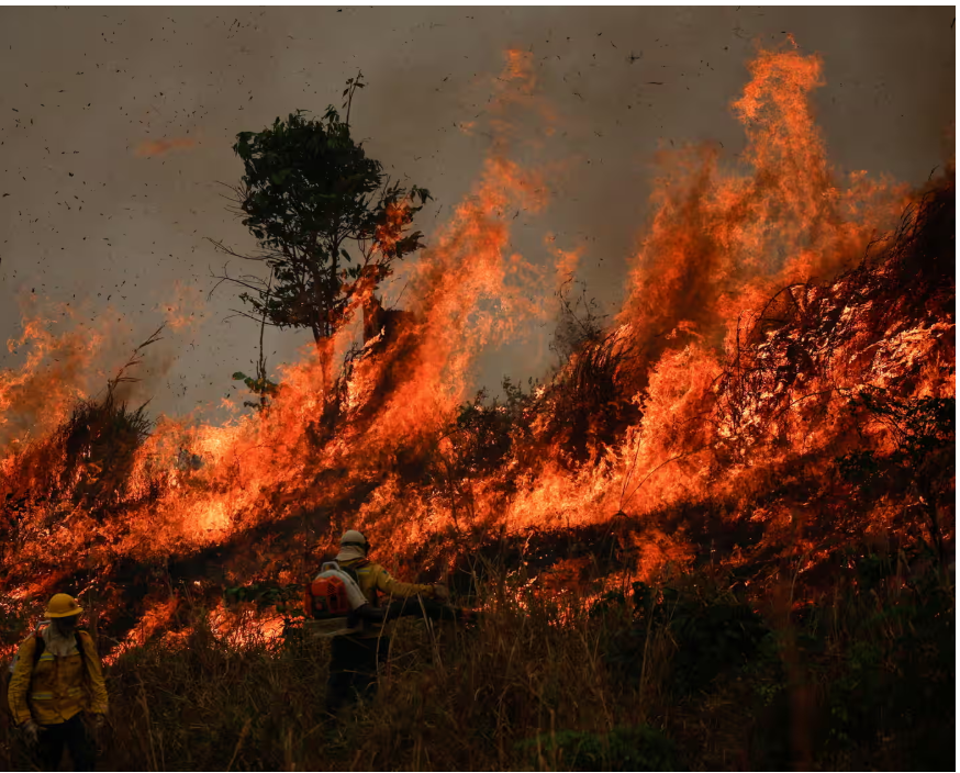 Fires drove record loss of world’s forests last year, ‘frightening ...