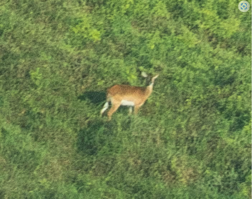 Nearly extinct ‘forgotten antelope’ photographed for first time in DRC ...