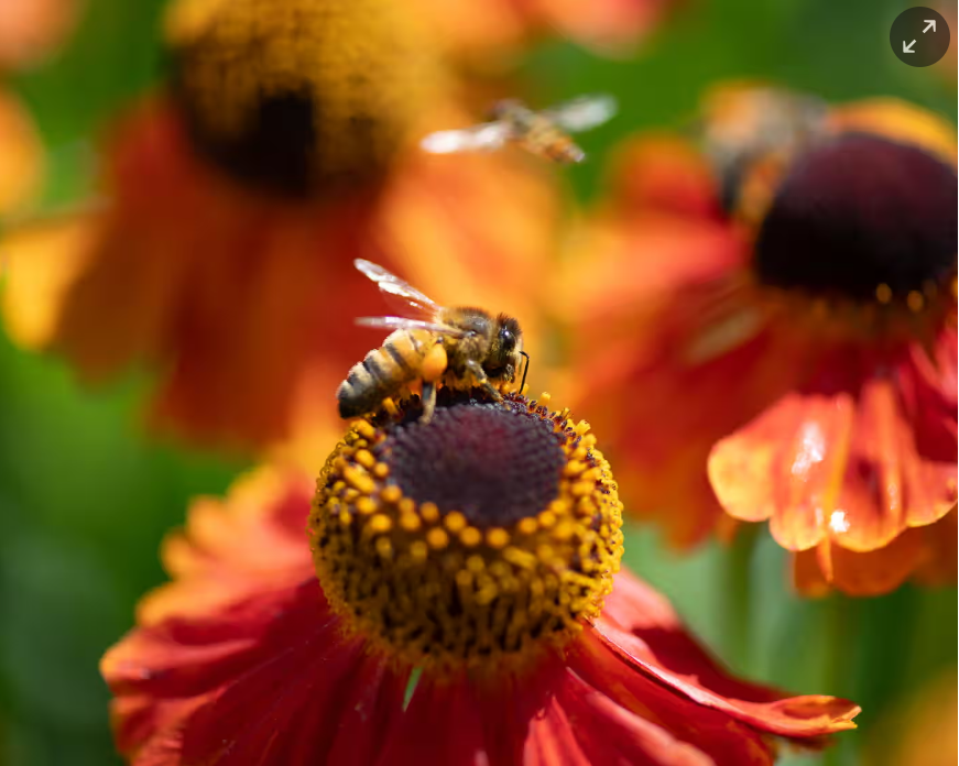 Bees face new threats from wars, street lights and microplastics ...