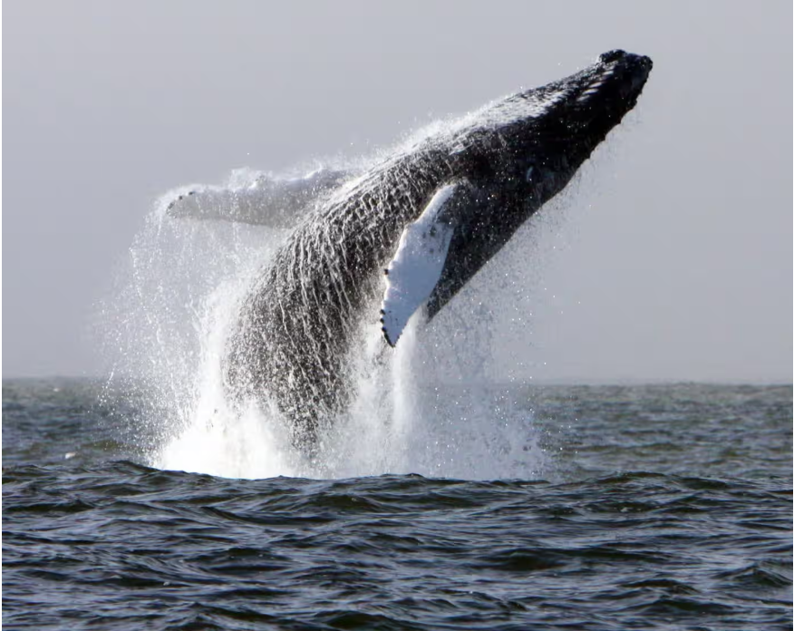 ‘Nothing left’: Irish whale-watching company closes amid ‘overfishing ...