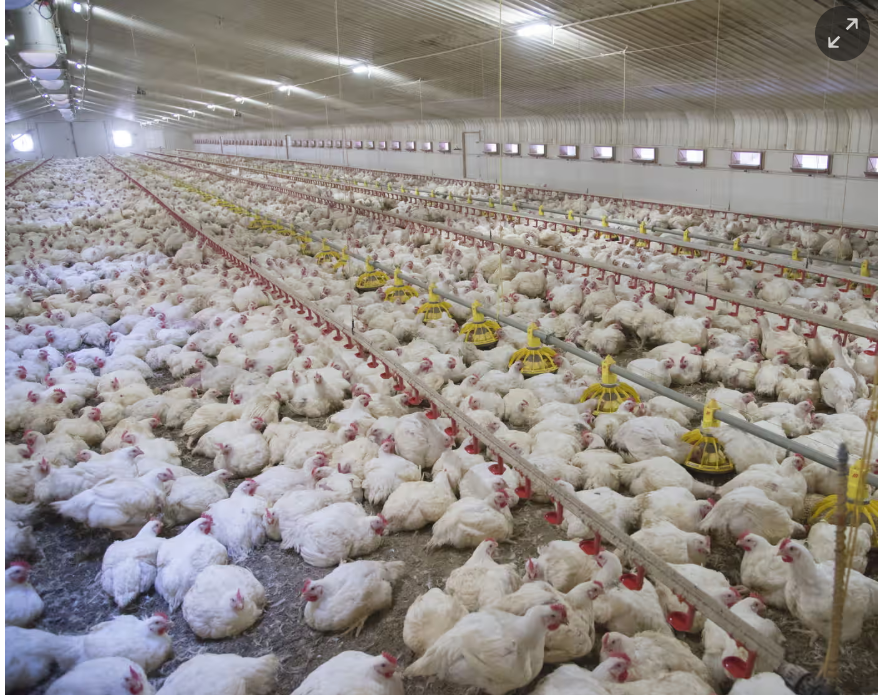 Revealed: More than 24,000 factory farms have opened across Europe | e ...