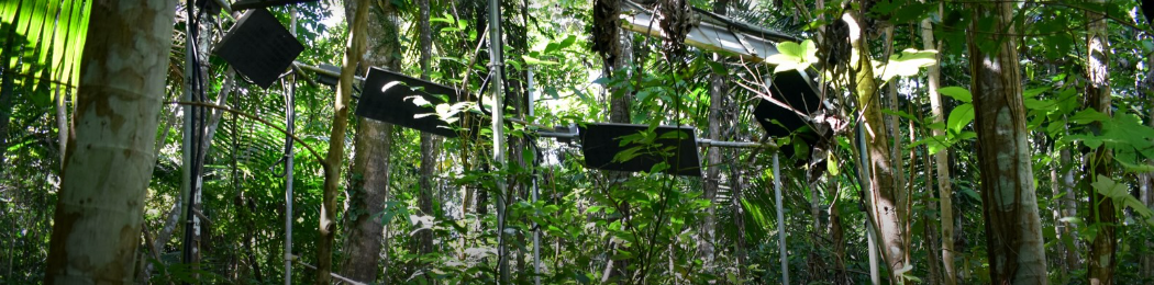 In the world’s hottest forests, scientists are probing how plants cope ...