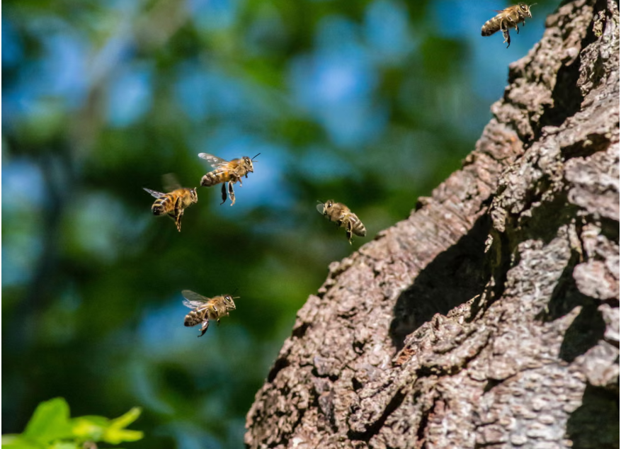 Number of wild bee species at risk of extinction in Europe doubles in ...