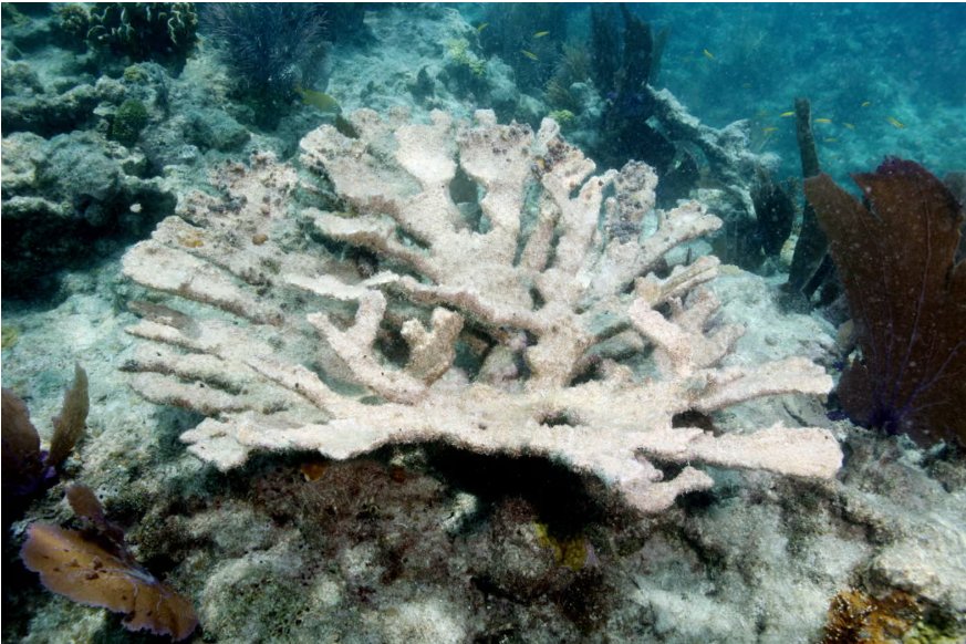 Two crucial Florida coral species left ‘functionally extinct’ by ocean ...