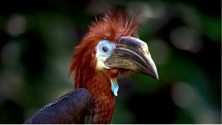 A Troubling Rise in the Grisly Trade of a Spectacular African Bird | e ...