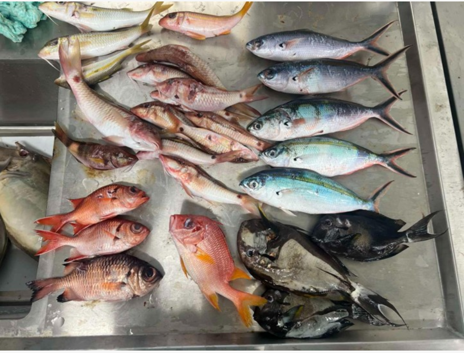 One-Third of Pacific Island Fish Contaminated With Microplastics | e-mc2.gr